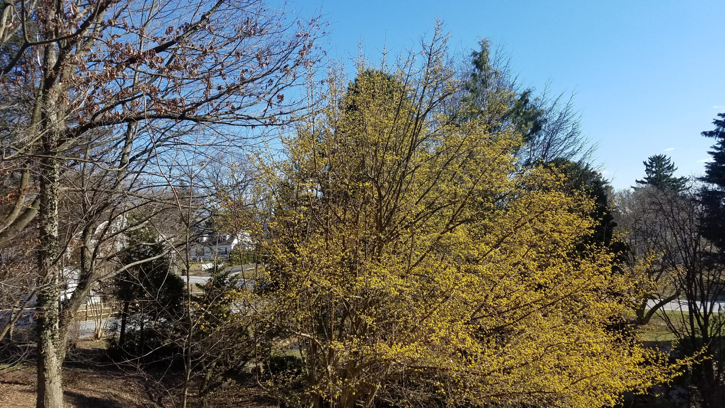 Cornelian Cherry – Cornus mas - Gardening with annuals, perennials, and ...
