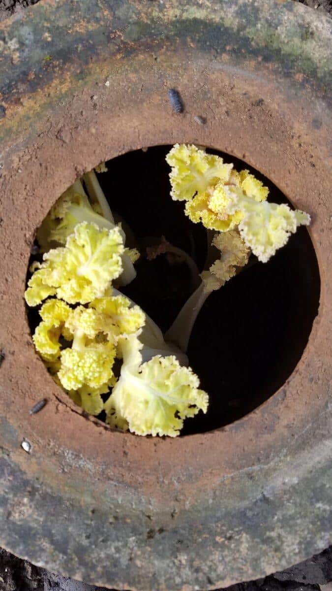 Growing Delectable Sea Kale in the Kitchen Garden